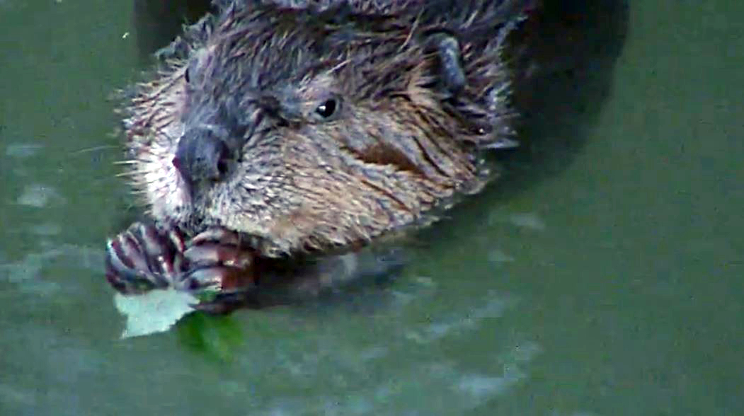 Do beavers prevent flooding? – Worth A Dam