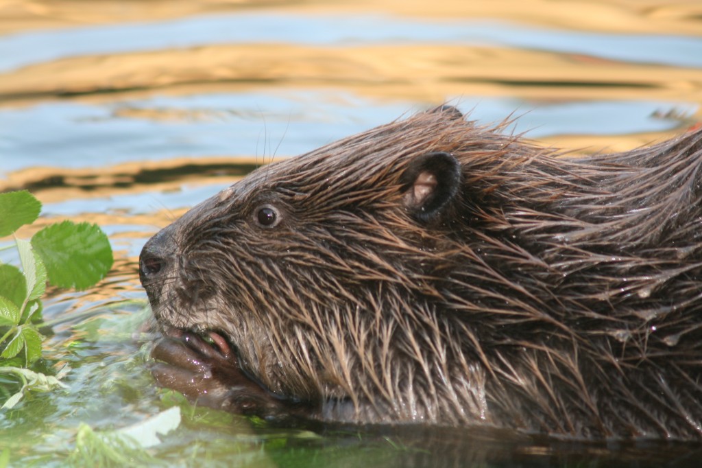Did you know April 8th was International Nutria Day? – Worth A Dam