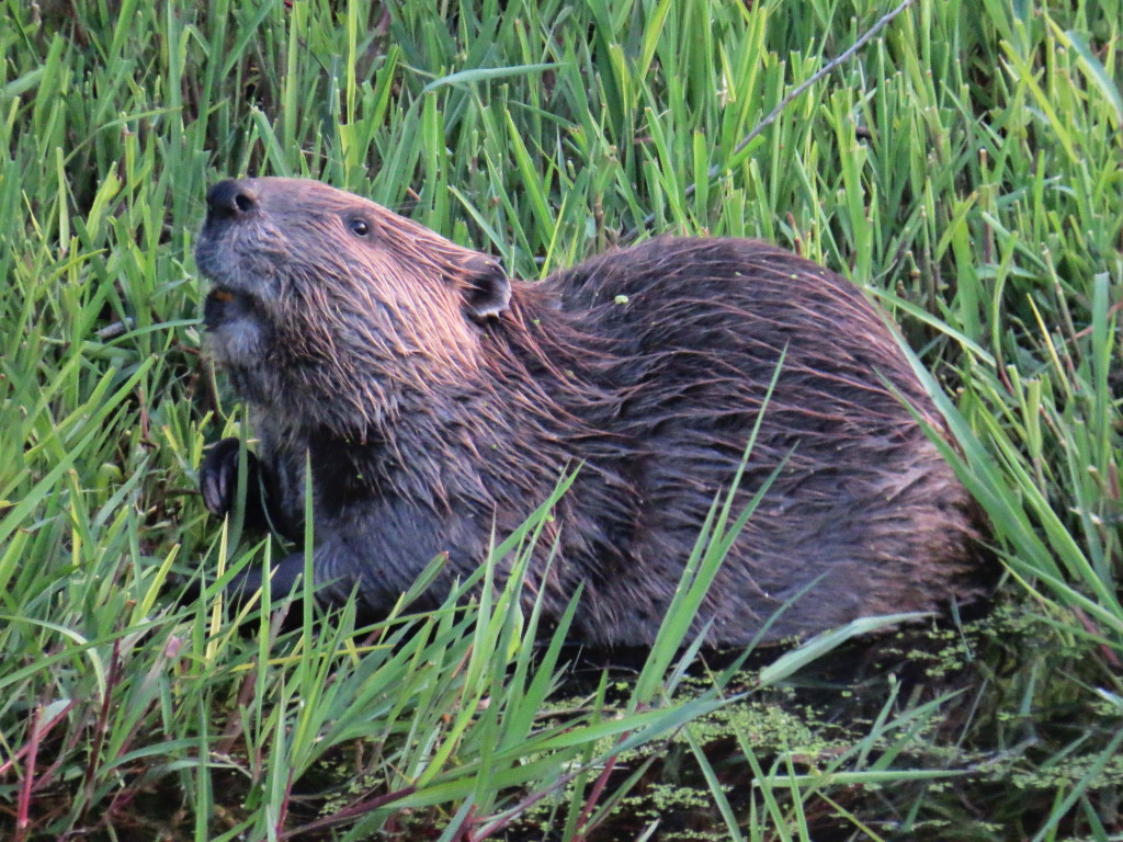 Catching up with the Napa Beaver Pond – Worth A Dam
