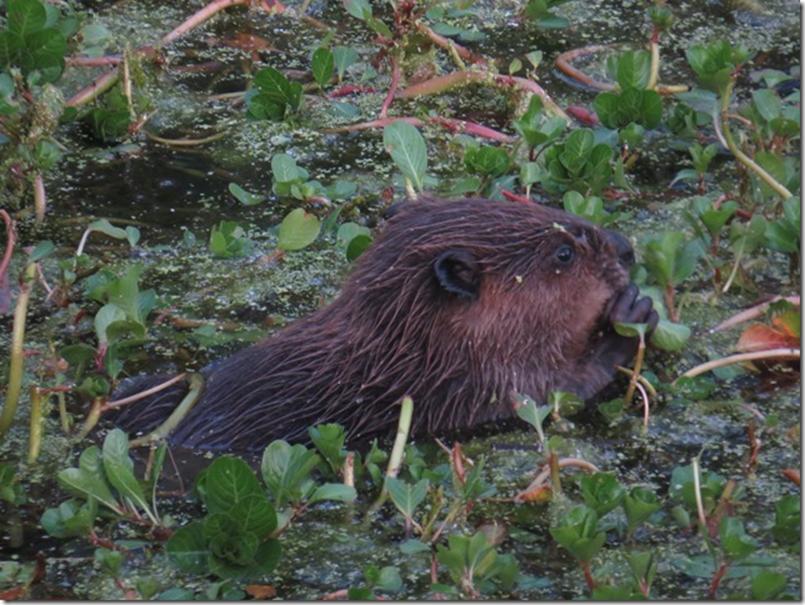 Guide to creeks and kits – Worth A Dam