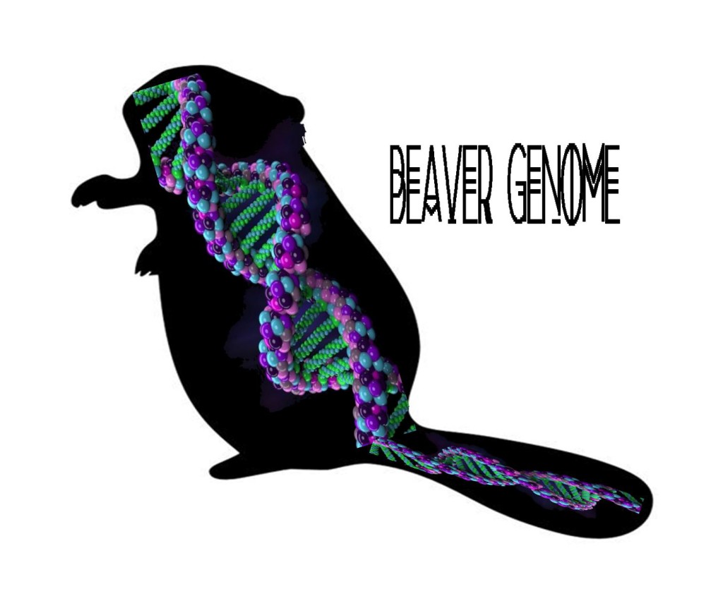 Beaver beginnings – Worth A Dam