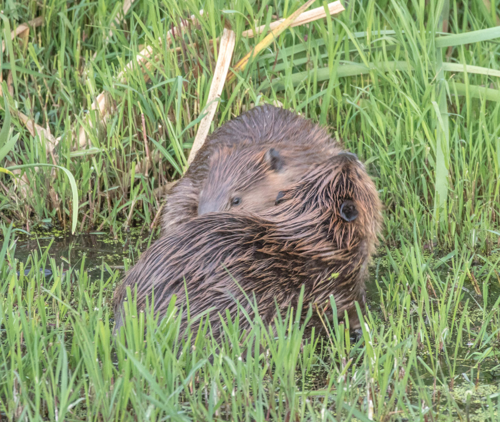 Beaver social behavior – Worth A Dam