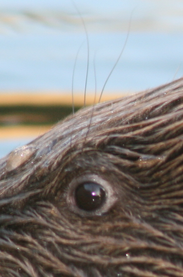 Wide open beaver places – Worth A Dam