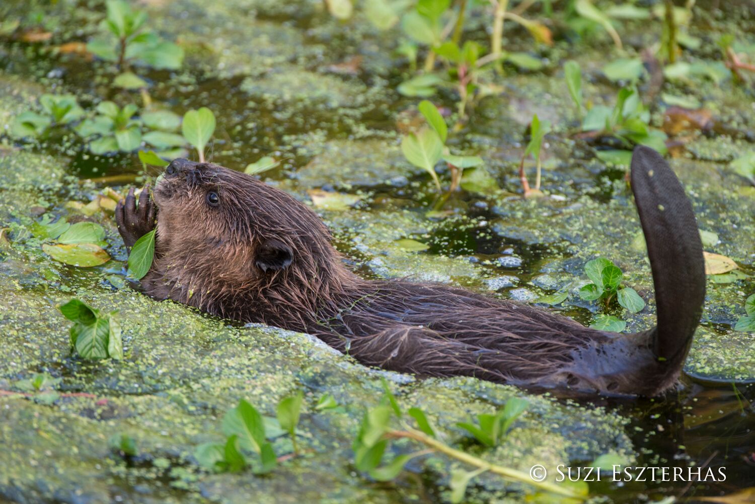 Winter Greetings and Beavers – Worth A Dam