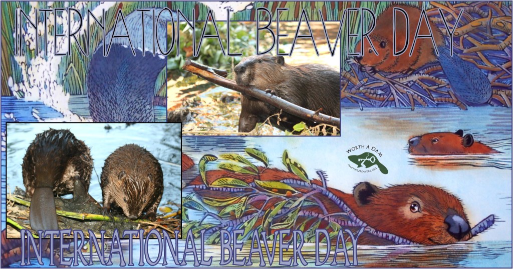 International Beaver Day! – Worth A Dam