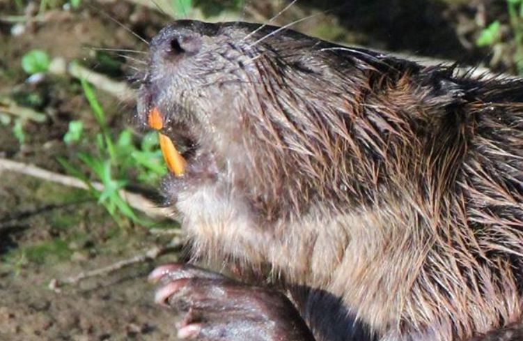 Beaver teeth carving: Shigir Idol – Worth A Dam