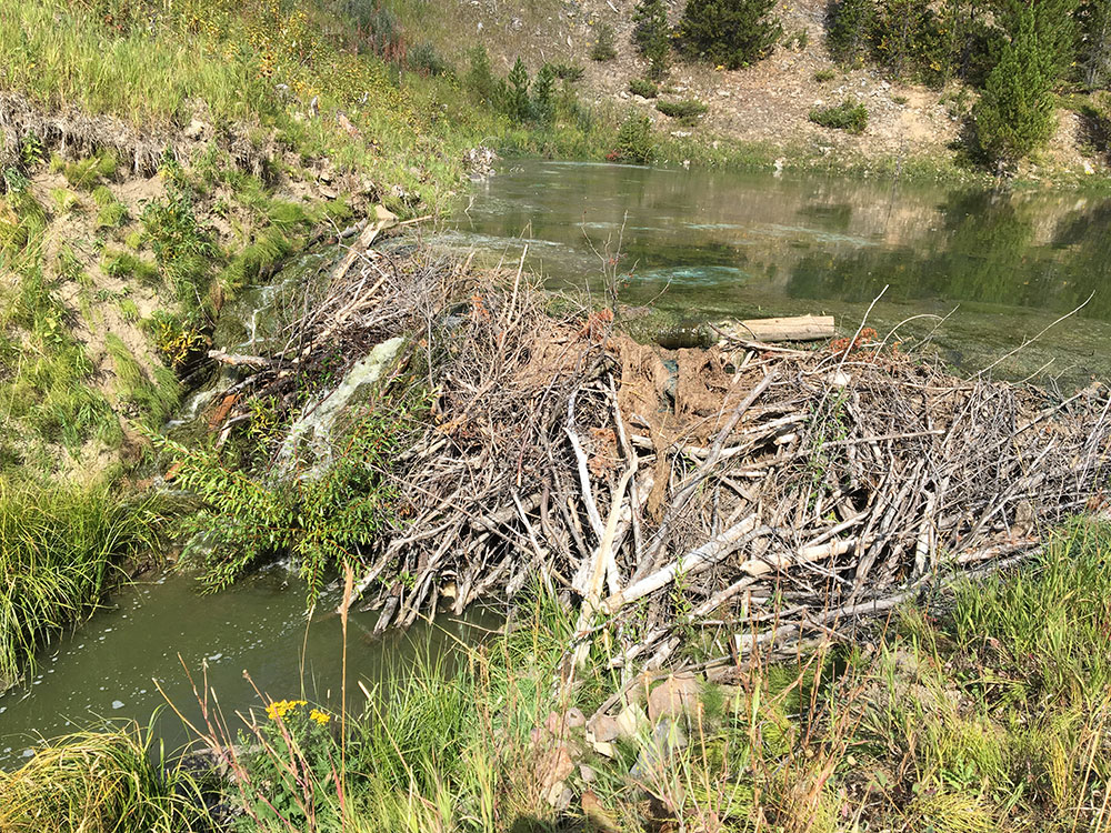 November 1, 2017 – Worth A Dam