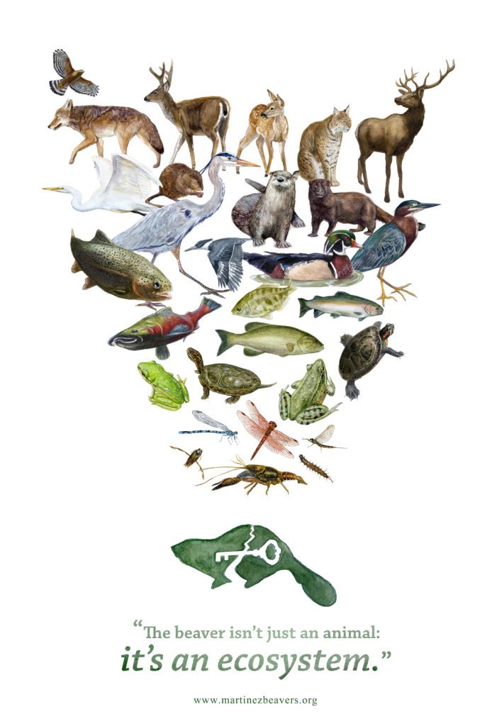 EDUCATIONAL BEAVER GRAPHICS – Worth A Dam