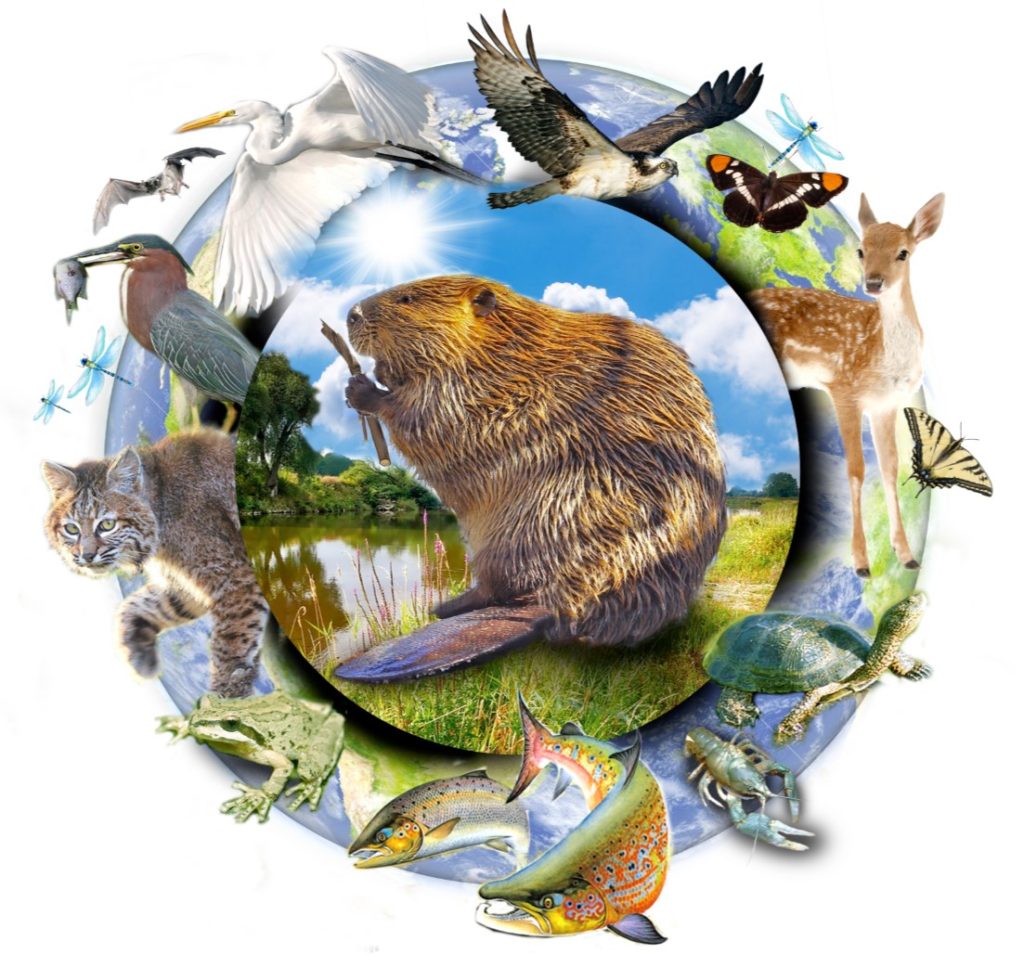 BEAVER FESTIVAL 2022 – Worth A Dam