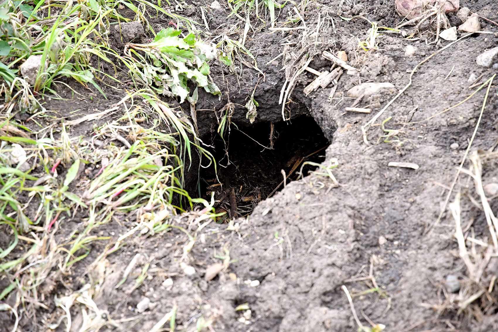 BEAVER CAUCAS IN IOWA – Worth A Dam