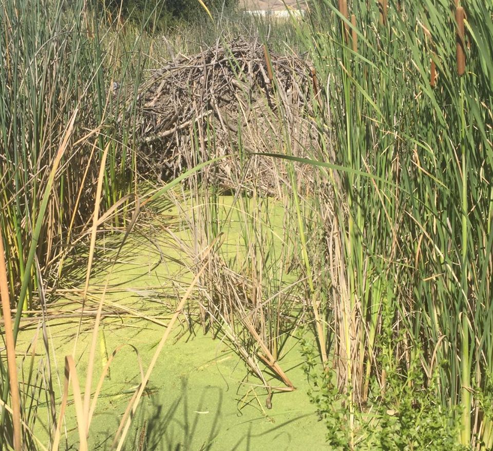BEAVER APPRECIATION MONDAY – Worth A Dam