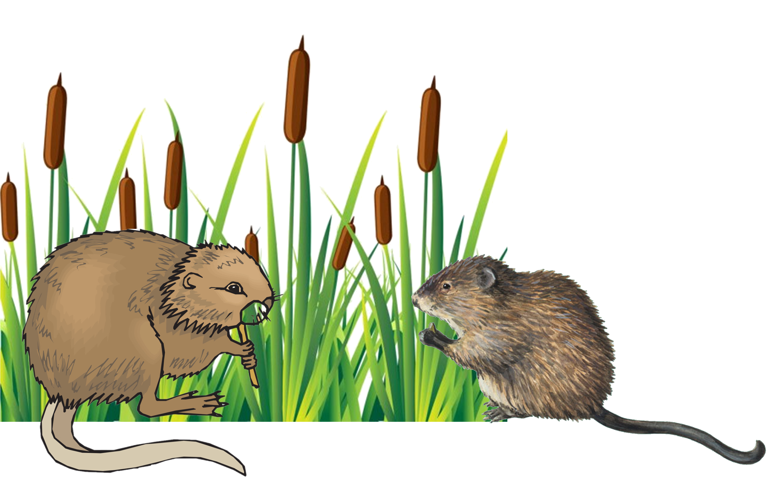 THE MAGNANIMOUS MUSKRAT – Worth A Dam