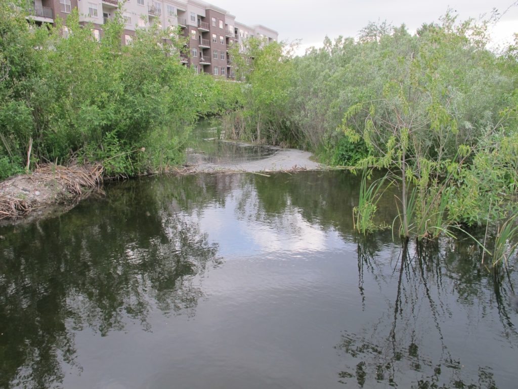 DOORSTEP SAFARIS AND URBAN BEAVERS IN IDAHO – Worth A Dam