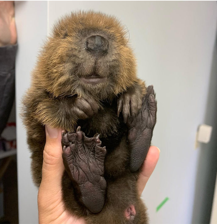 ORPHAN BEAVER CLICK BAIT FROM BORED PANDA - Worth A Dam