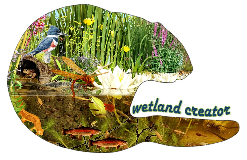 THE WETLAND CREATOR AND THE OTHER CREATOR HAVE A ‘COME TO BEAVERS ...