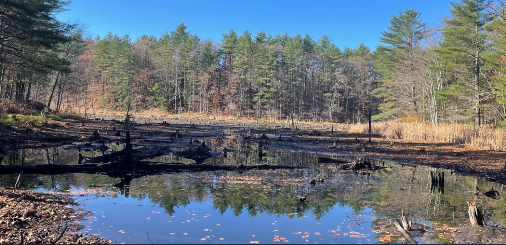 FIGHTING OVER BEAVERS IN BOW NH – Worth A Dam