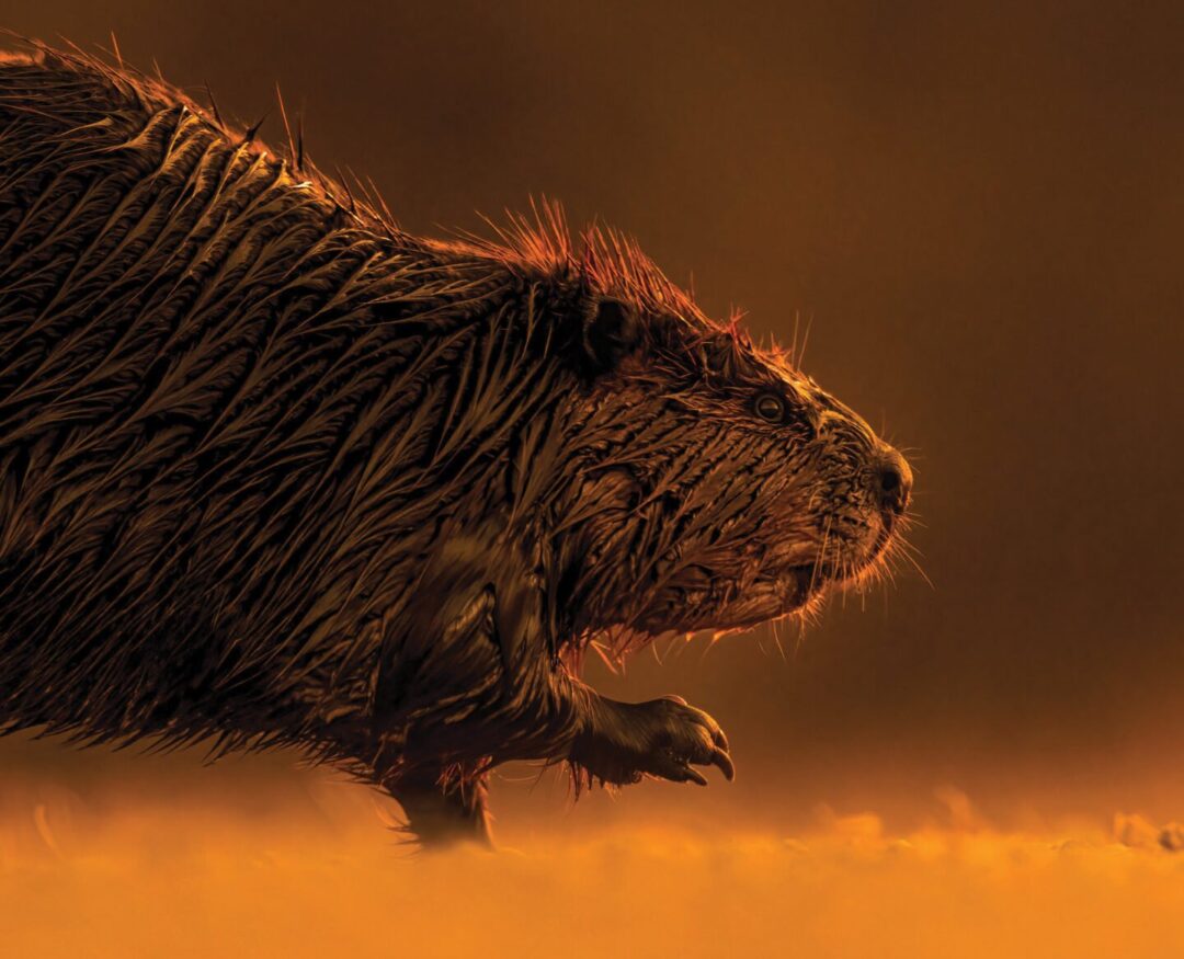 Worth A Dam – The Martinez Beavers